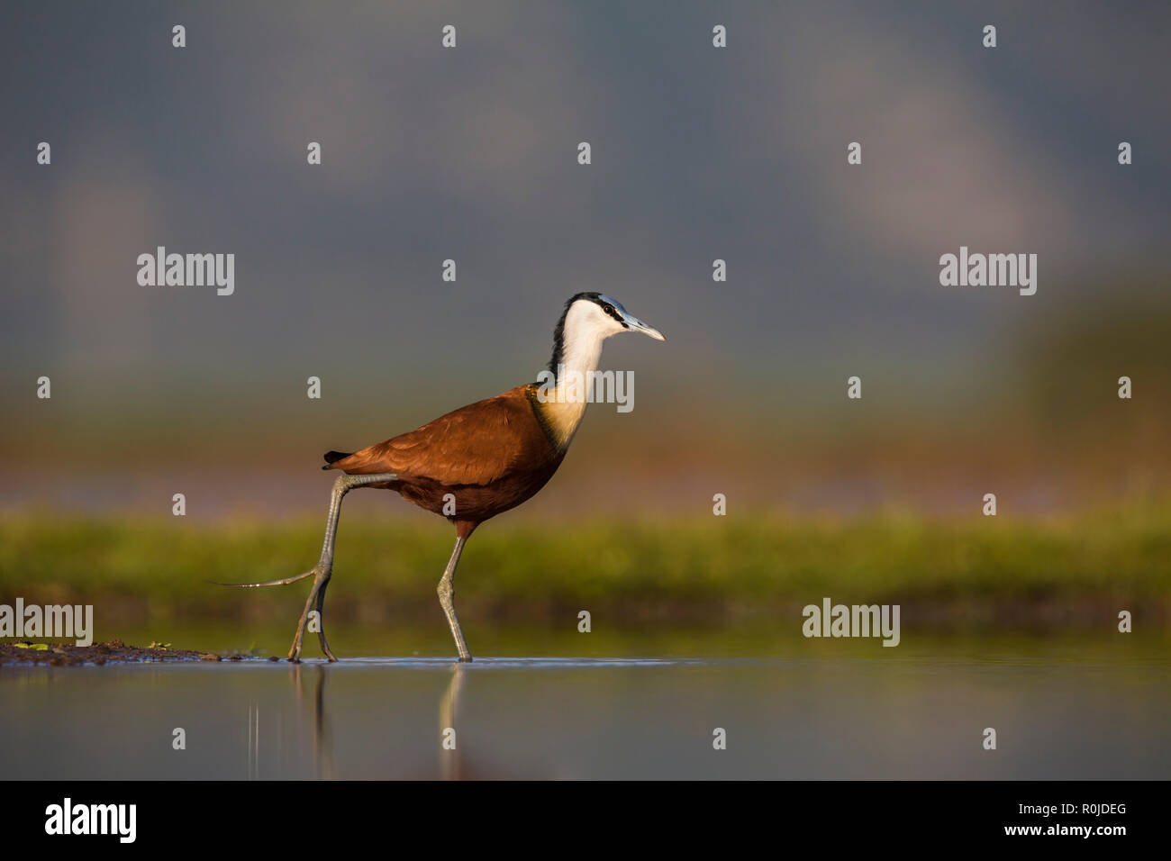 African jacana (Actophilornis africanus), Zimanga private game reserve ...