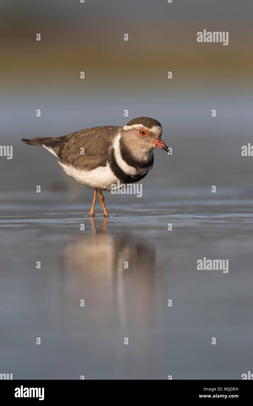 Three banded plover hi-res stock photography and images - Alamy