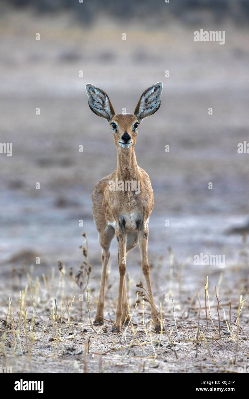 Female steenbok raphicerus campestris hi-res stock photography and ...