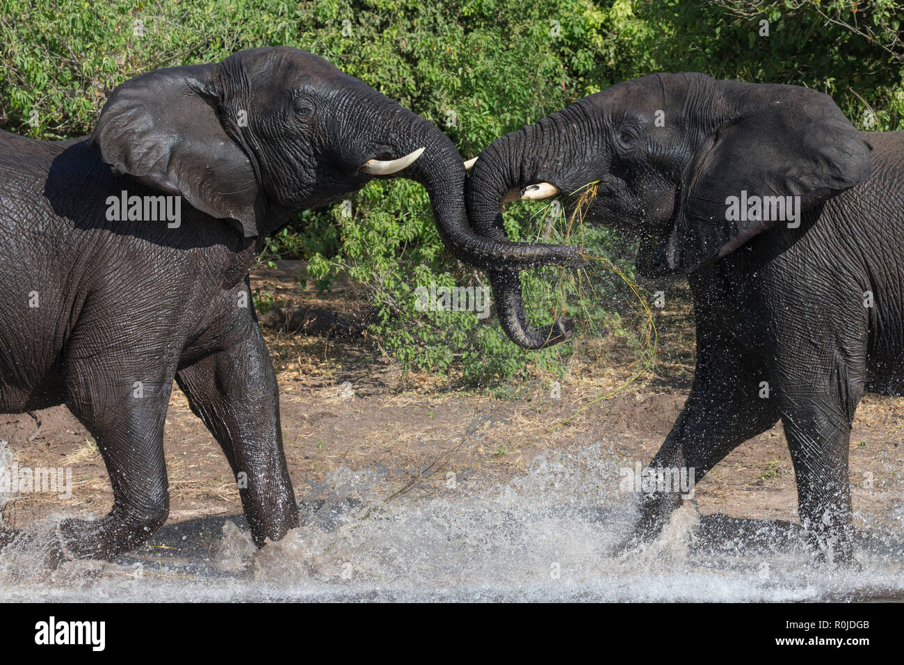Bull elephants fight hi-res stock photography and images - Alamy