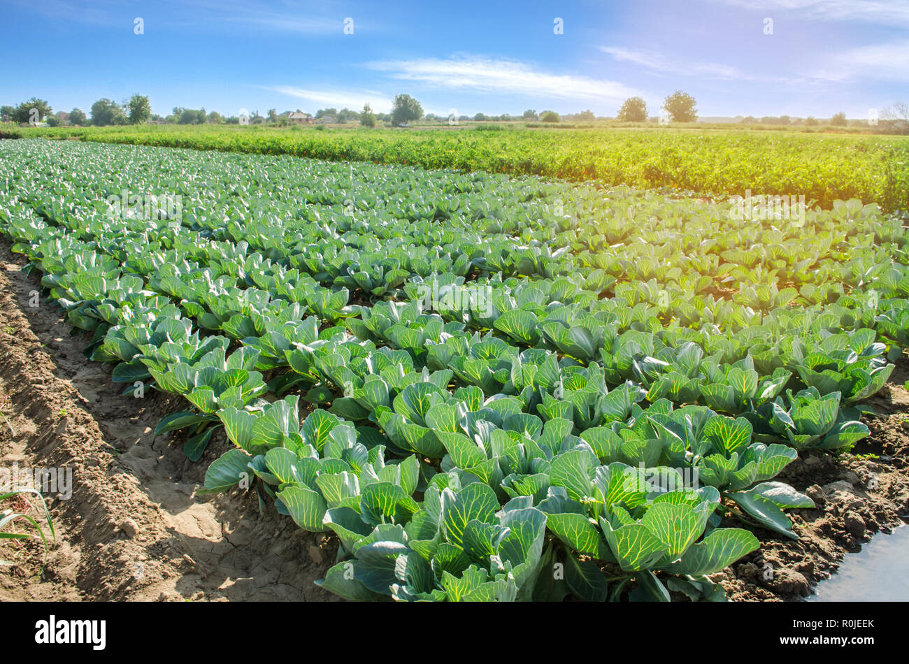 Cabbage plantations grow in the field. fresh, organic vegetables ...