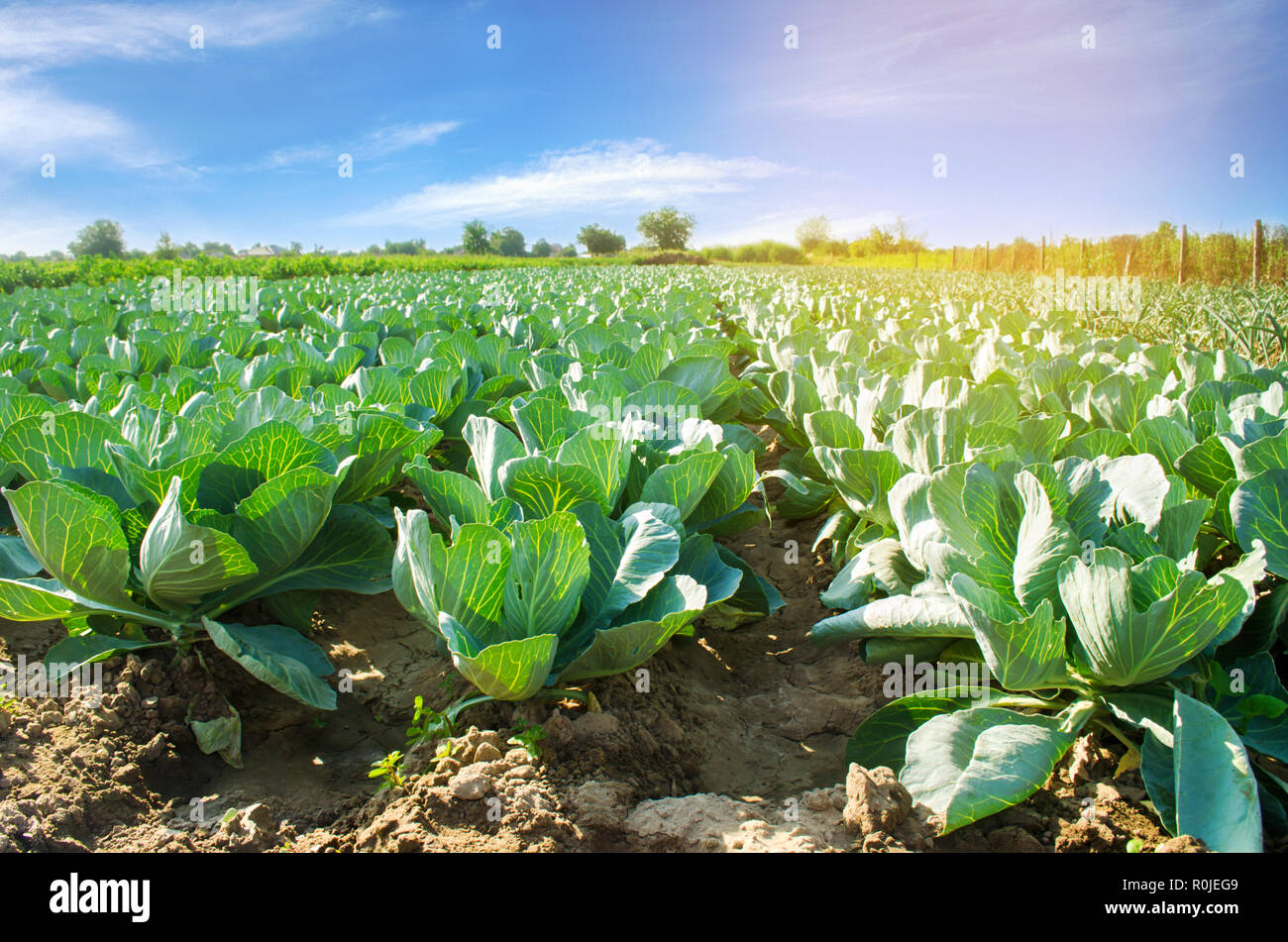 Cabbage plantations grow in the field. fresh, organic vegetables ...