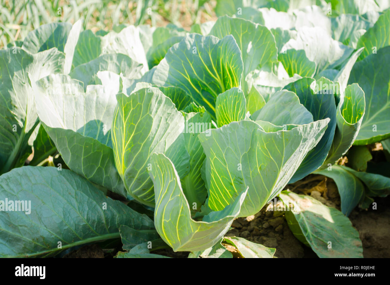 Cabbage plantations grow in the field. fresh, organic vegetables ...