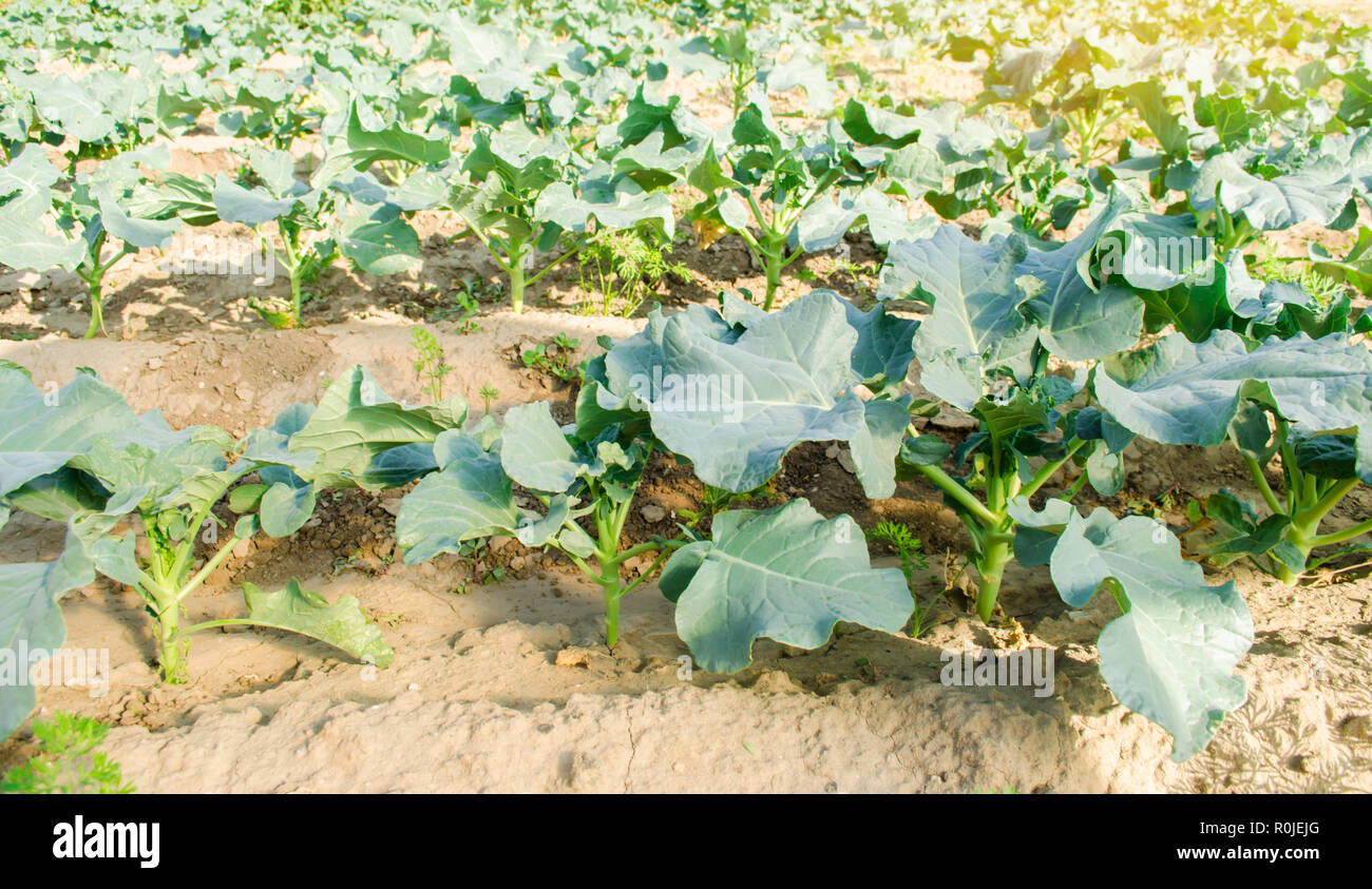 young broccoli growing in the field. fresh organic vegetables ...