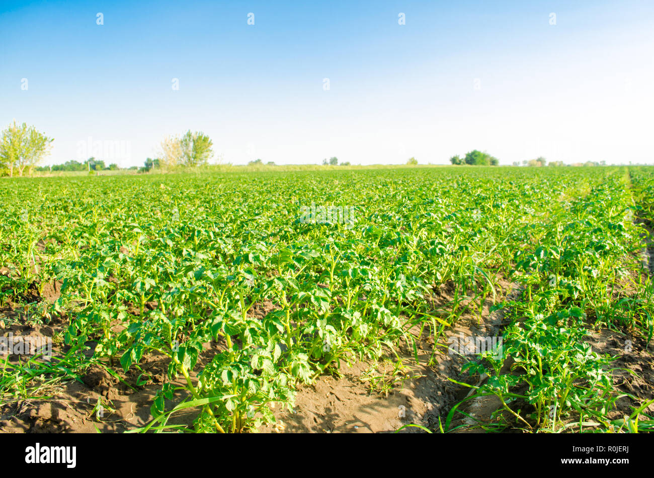potato plantations grow in the field. vegetable rows. Landscape with agricultural land. farming ...