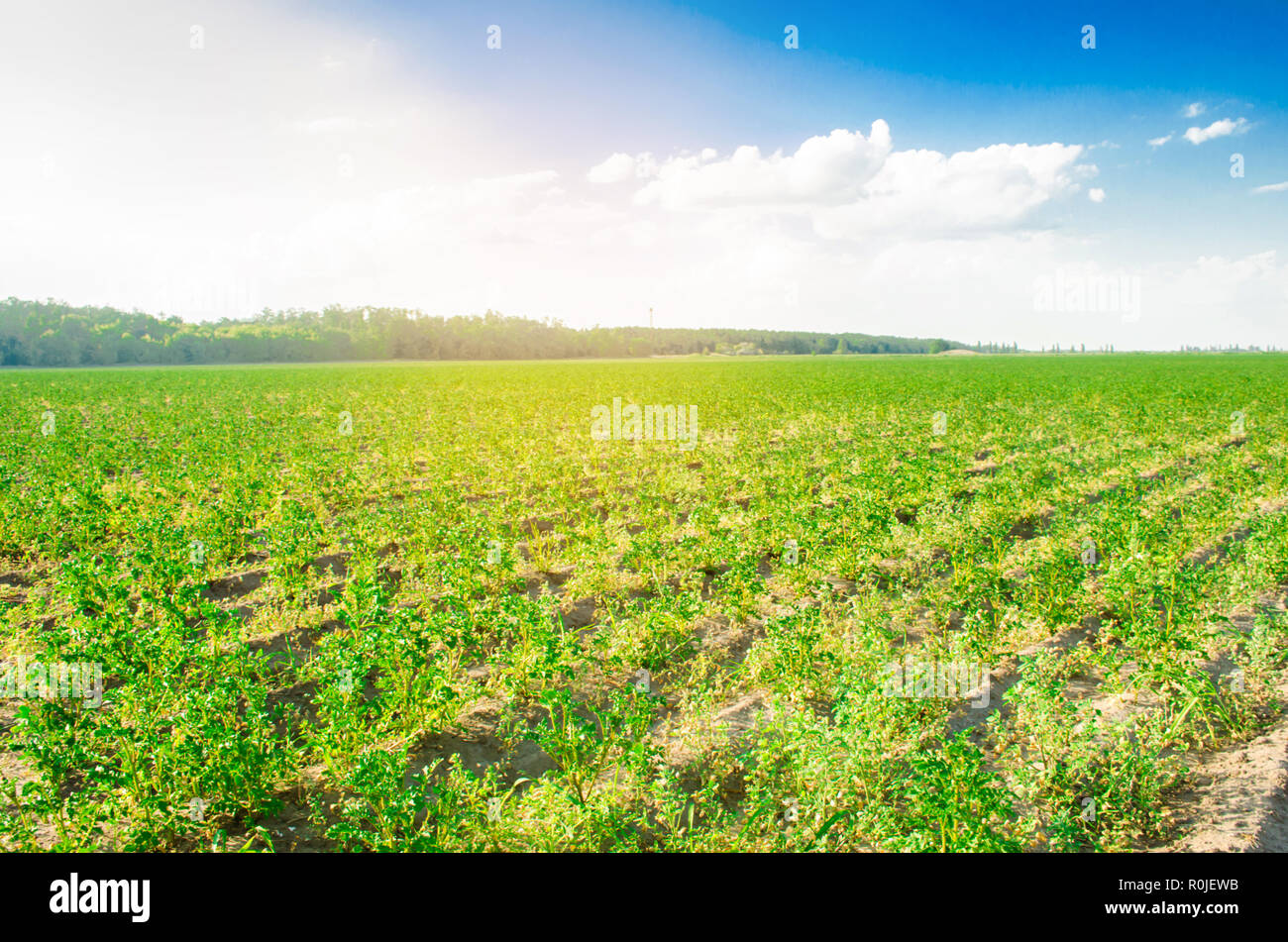 potato plantations grow in the field. vegetable rows. Landscape with agricultural land. farming ...