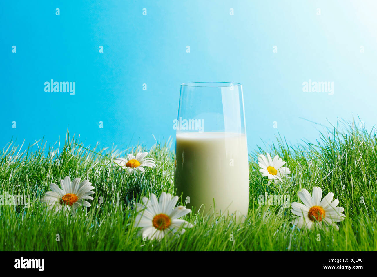 Glass of milk in spring fresh grass with white daisies Stock Photo - Alamy