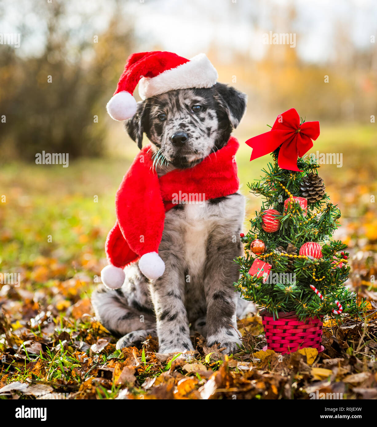 Labrador christmas tree hi-res stock photography and images - Alamy