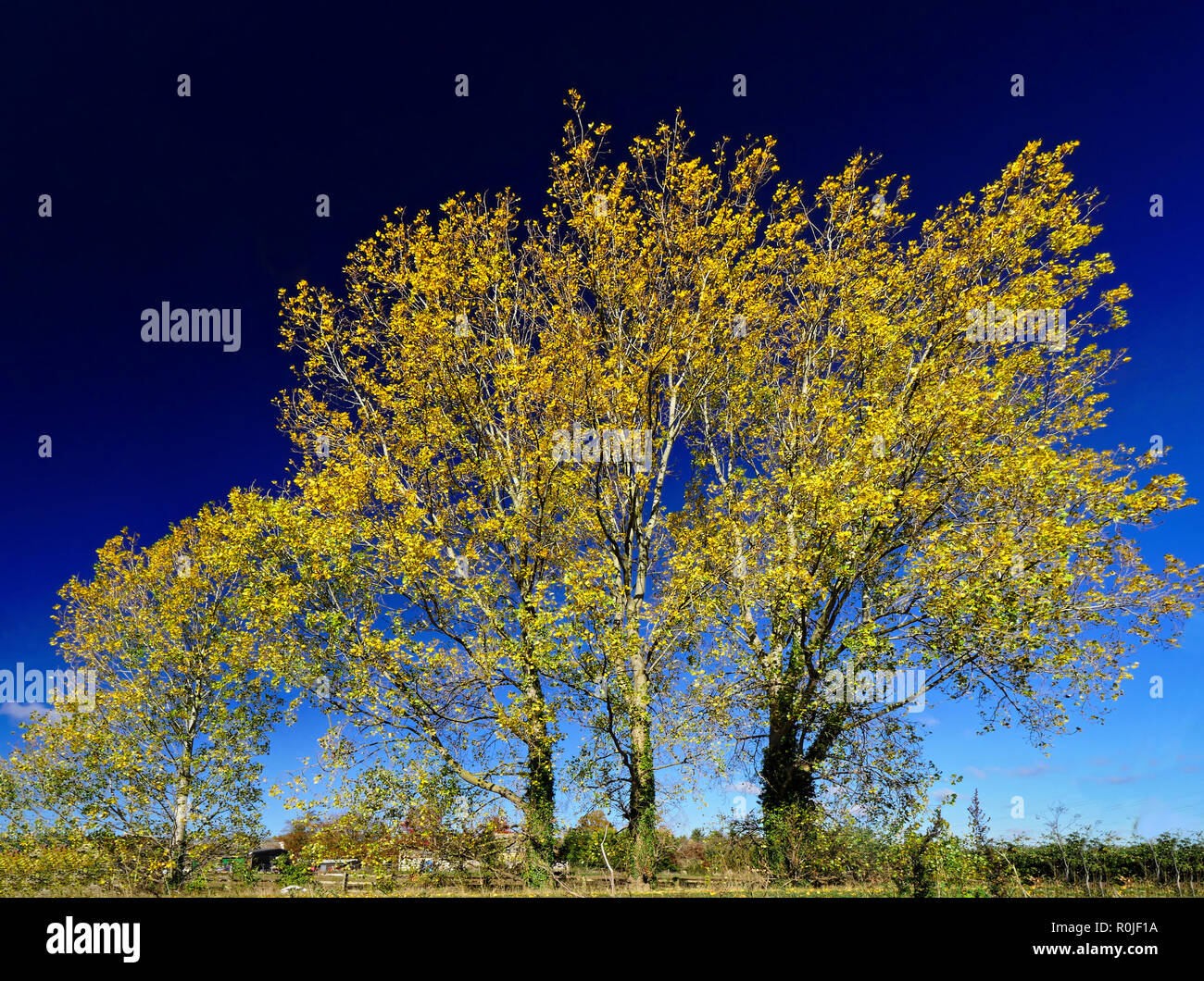 Autumn roadside trees Stock Photo - Alamy