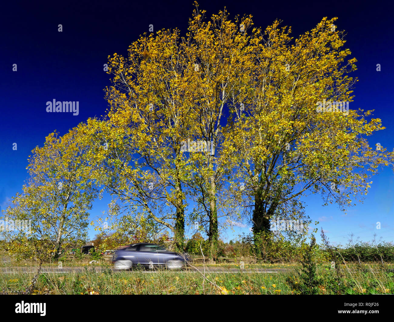 Autumn roadside trees Stock Photo - Alamy