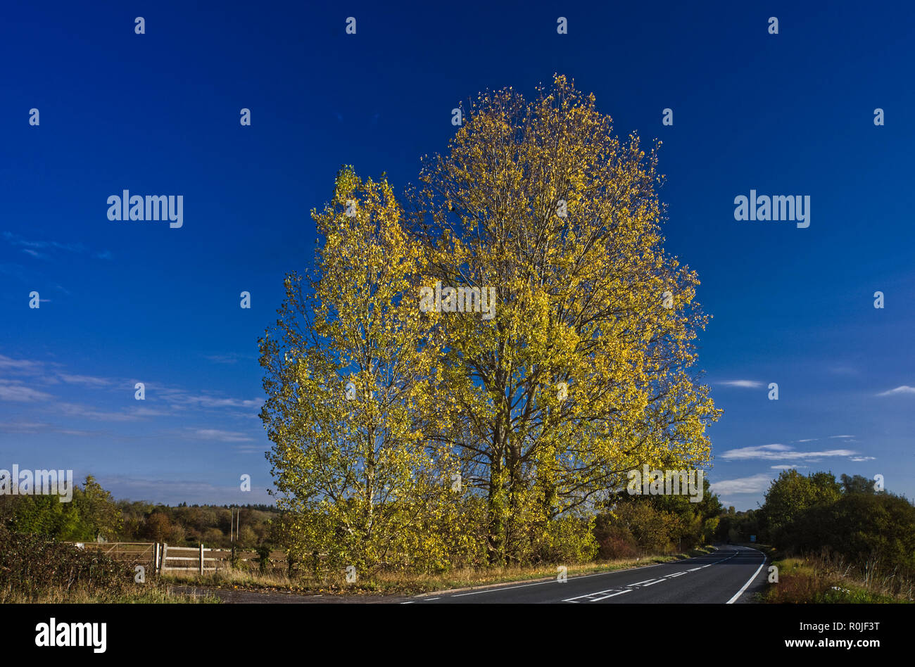 Autumn roadside trees Stock Photo - Alamy