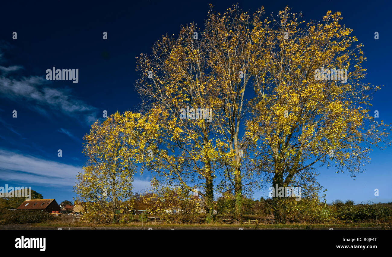 Roadside trees hi-res stock photography and images - Alamy