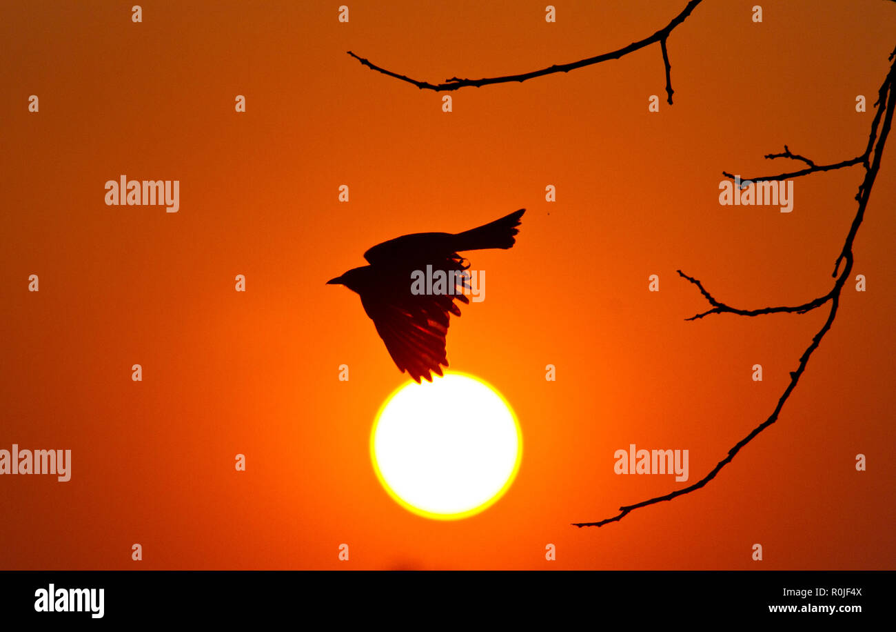 Swift thief hi-res stock photography and images - Alamy