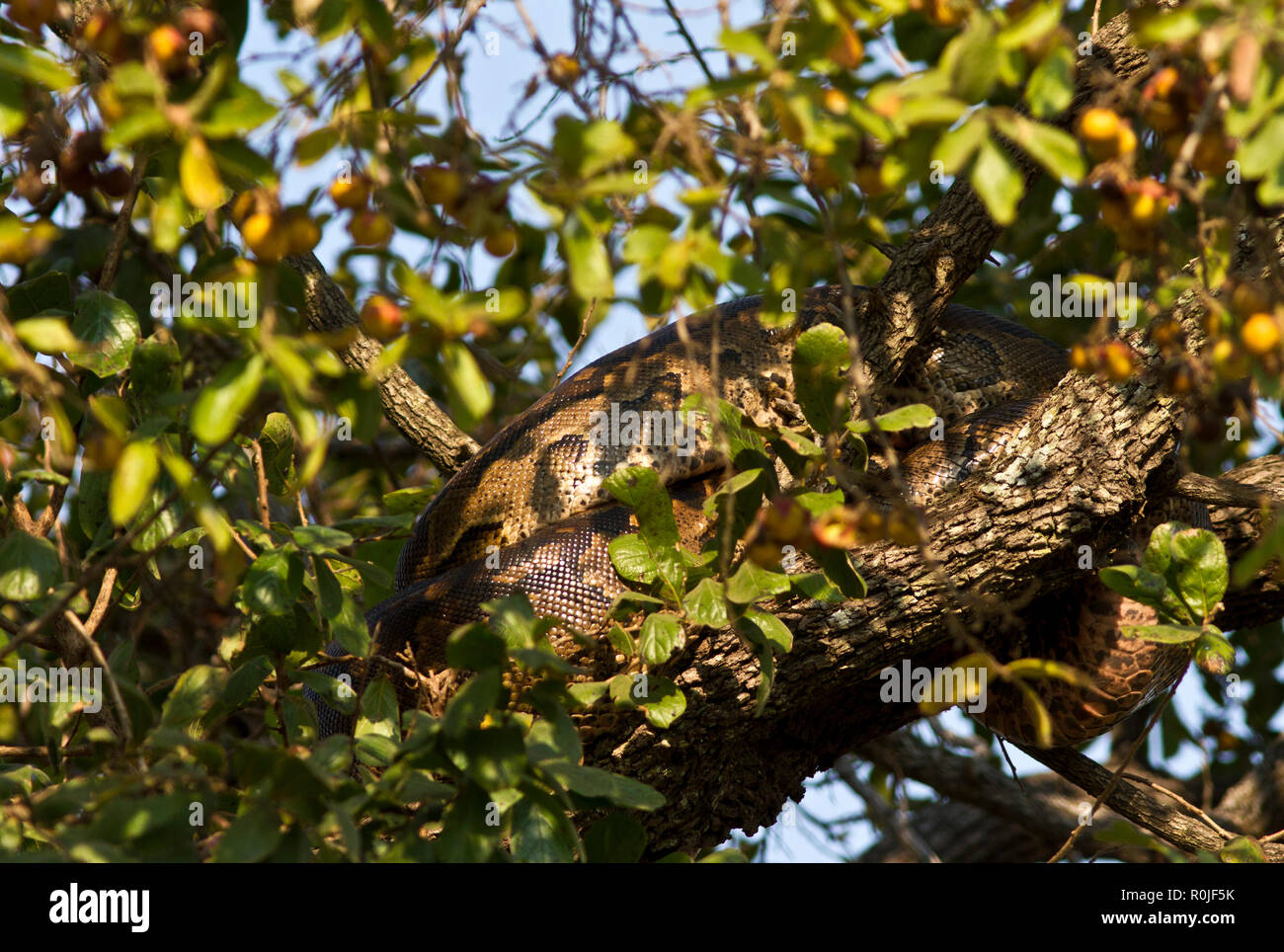 A Rock Python resting in the branches of a diospyros bush after having ...