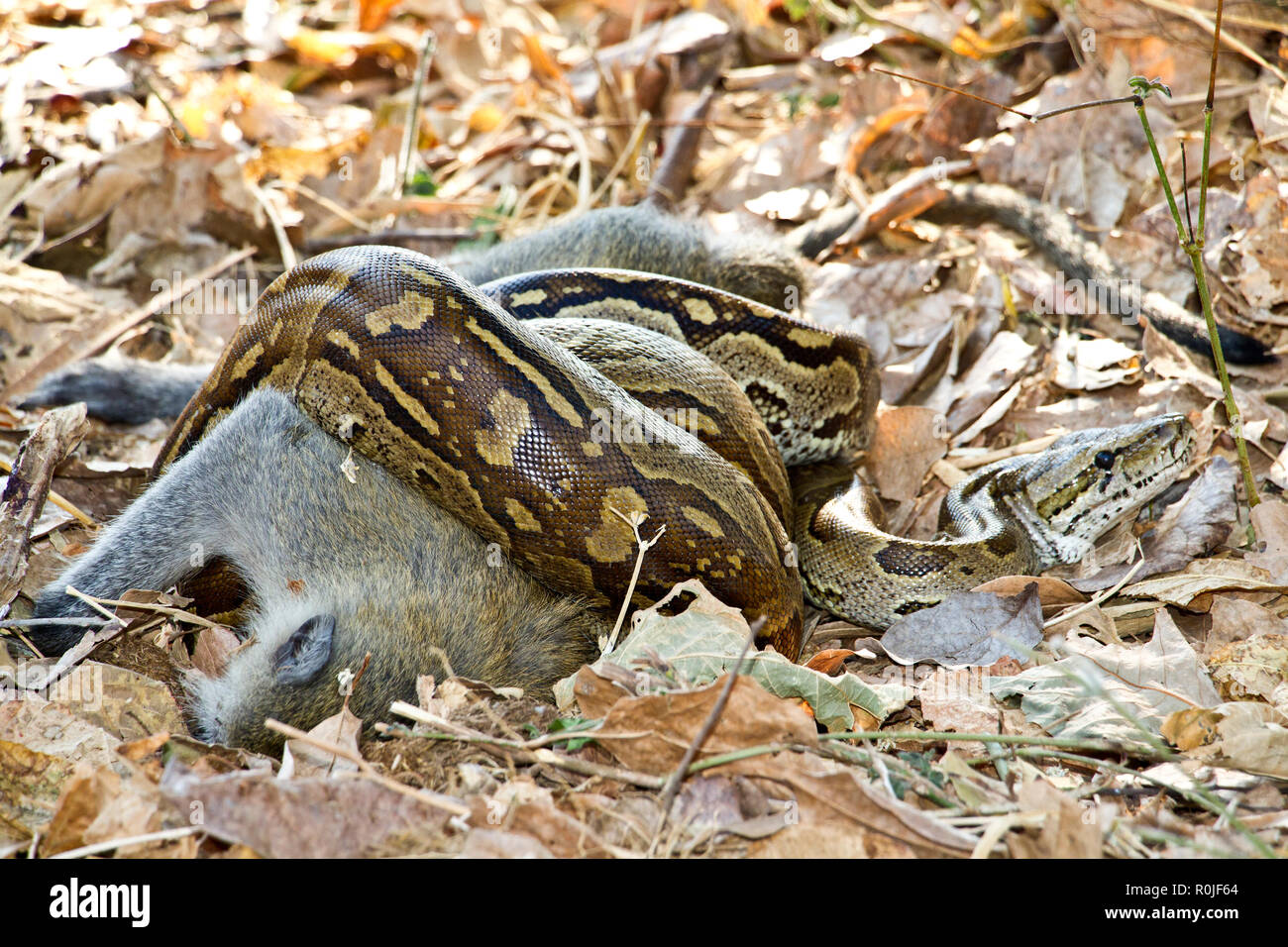A Rock Python with its prey it has killed by constriction. Its crytpic ...