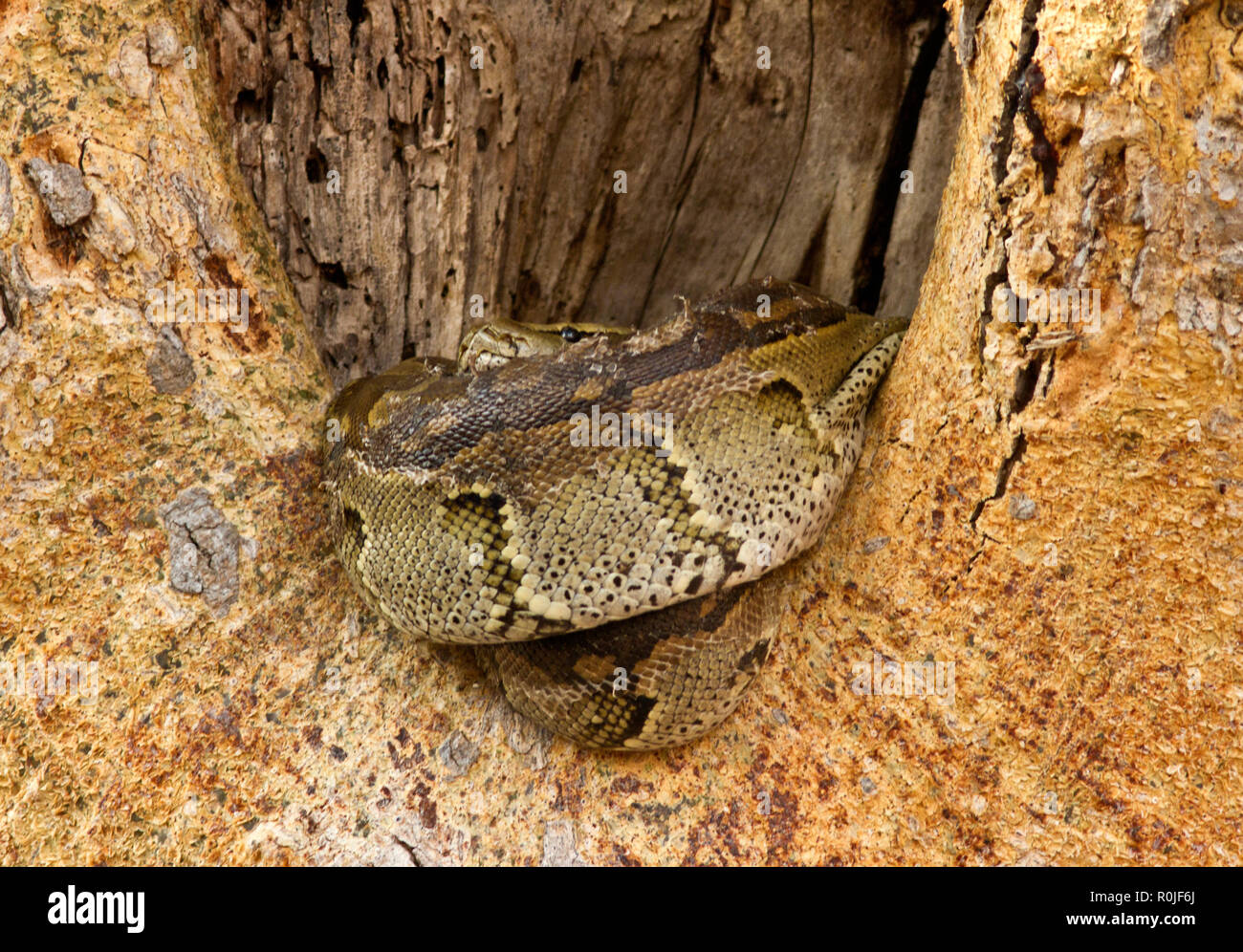 Africas largest snake hi-res stock photography and images - Alamy