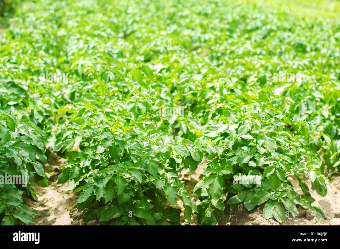 bush plant of young potato growing in the field, farming, agriculture ...