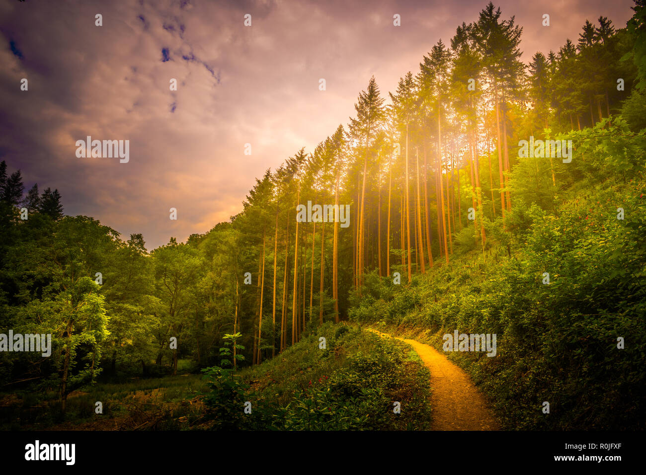 Hiking path and sunset in beautiful woods panoramic view, inspirational ...