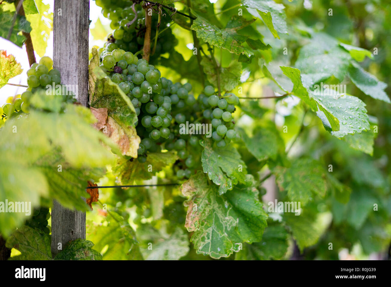 Withe grapes in autumn Stock Photo - Alamy