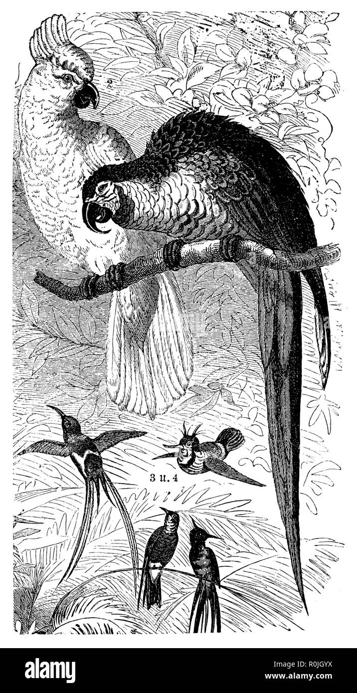 Mexican birds: 1) Blue-eyed Macaw, 2) Yellow-headed large cockatoo, 3 ...