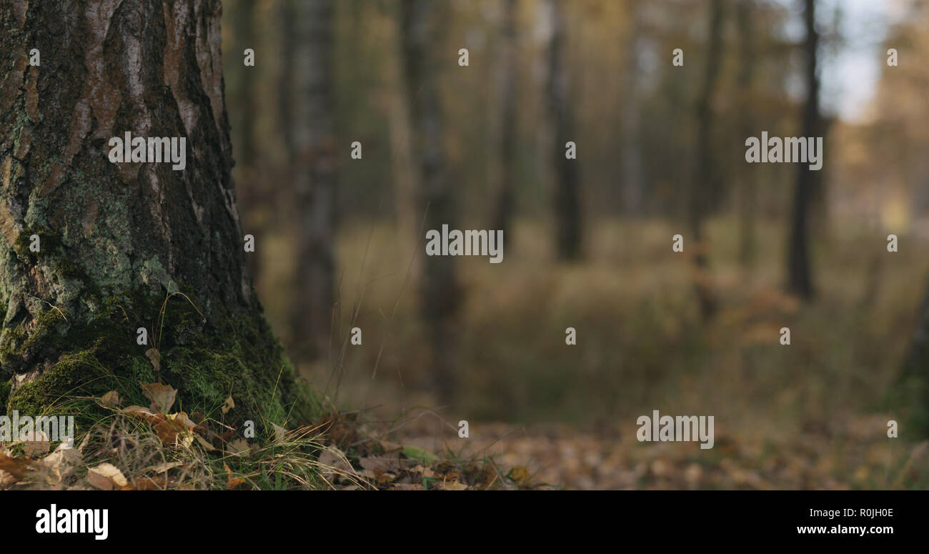 autumn wild park with birch trees low angle, wide photo Stock Photo - Alamy