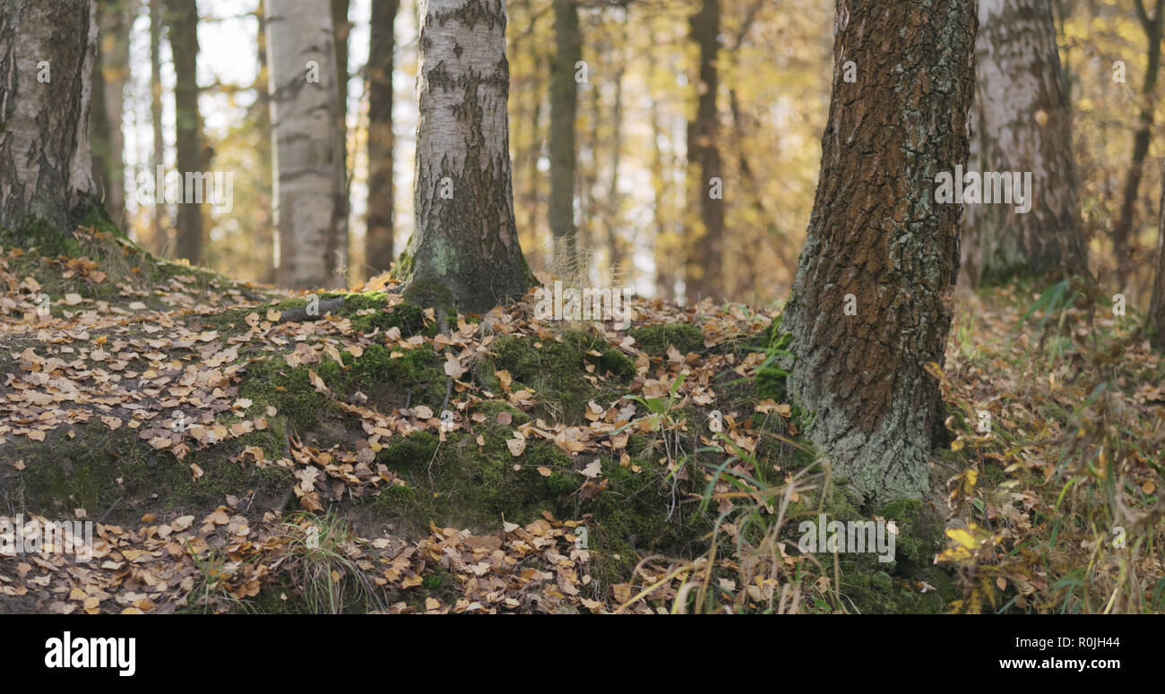 autumn wild park with birch trees low angle, wide photo Stock Photo - Alamy