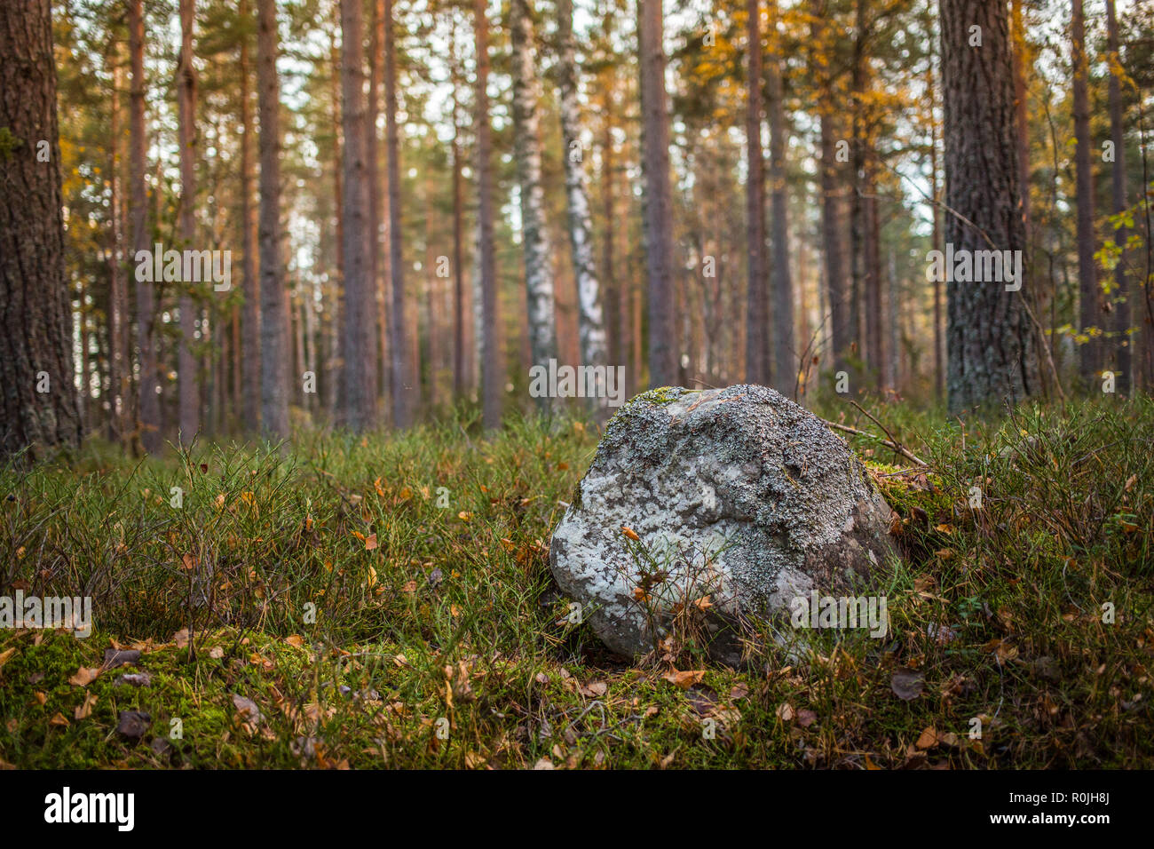 Scandinavian rock art sun hi-res stock photography and images - Alamy