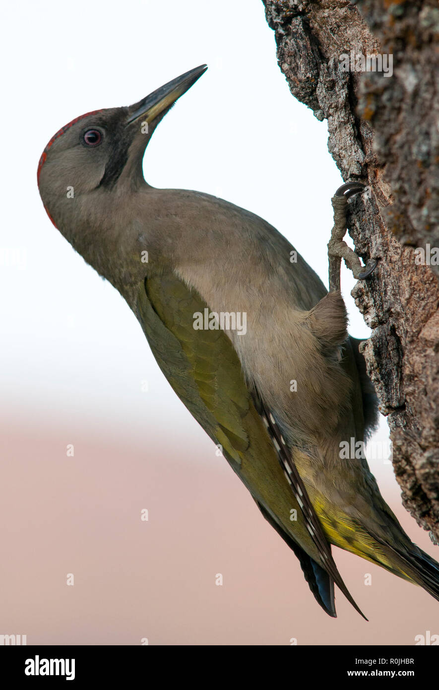 Picus viridis at nest hi-res stock photography and images - Alamy