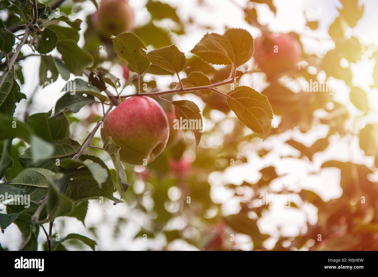 Apple tree with apples Stock Photo - Alamy