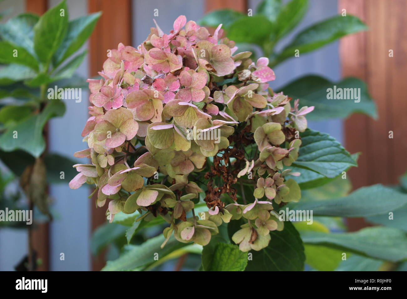 tint colored flower Stock Photo - Alamy