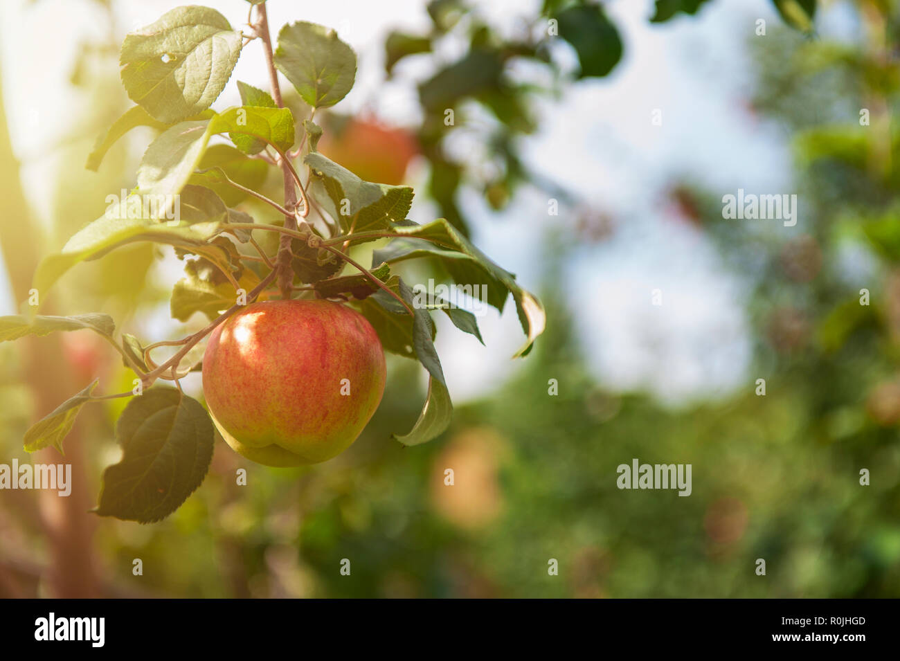 Apple tree with apples Stock Photo - Alamy