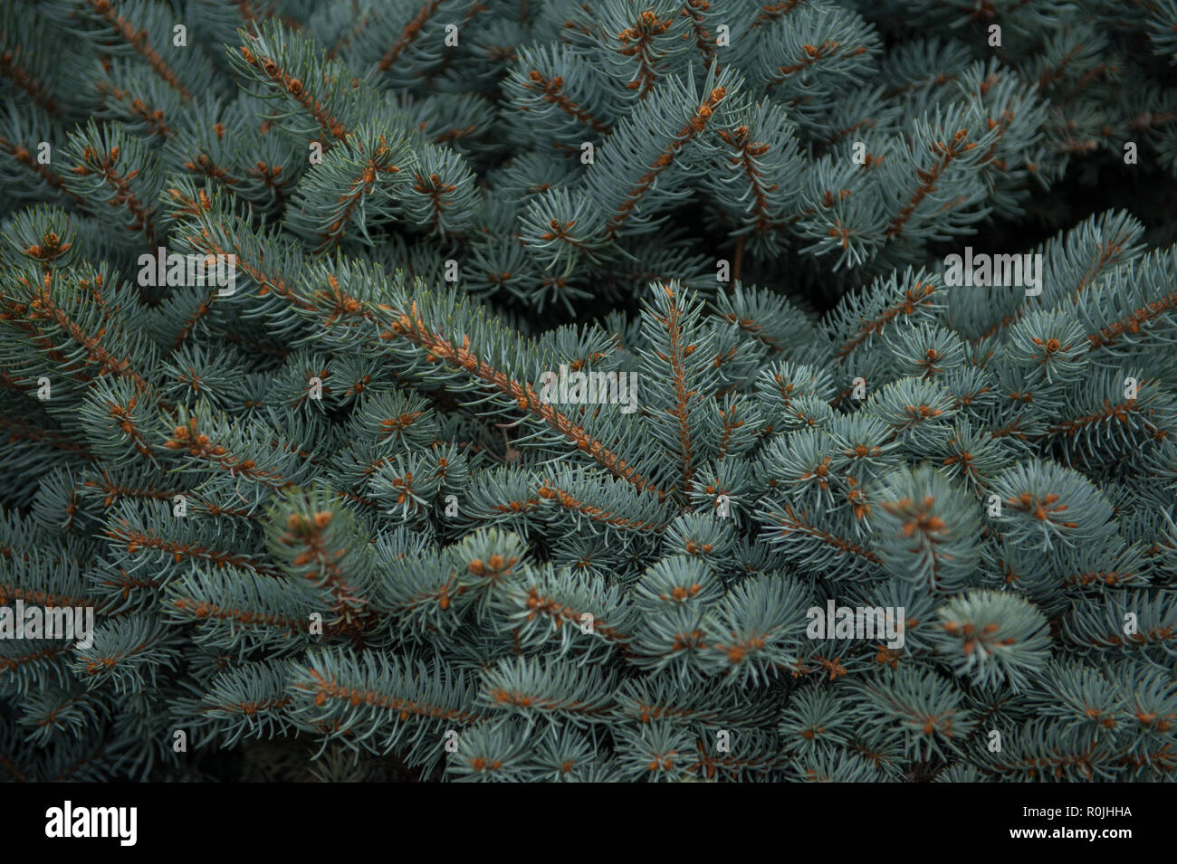 Background texture of fir tree branches Stock Photo - Alamy