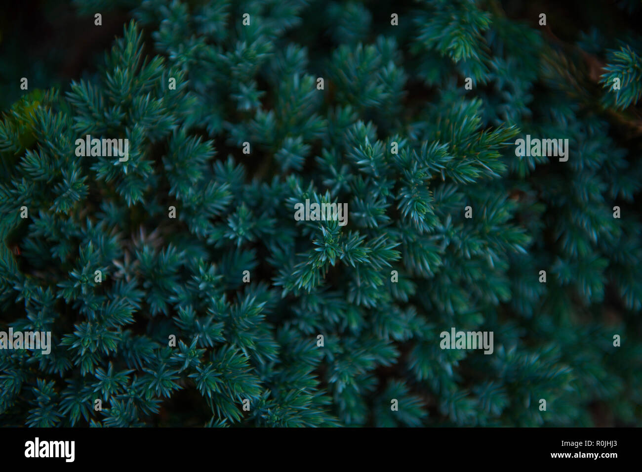 Background texture of fir tree branches Stock Photo - Alamy