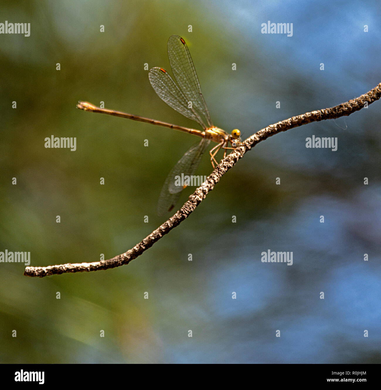 dragonfly on tree branch Stock Photo - Alamy