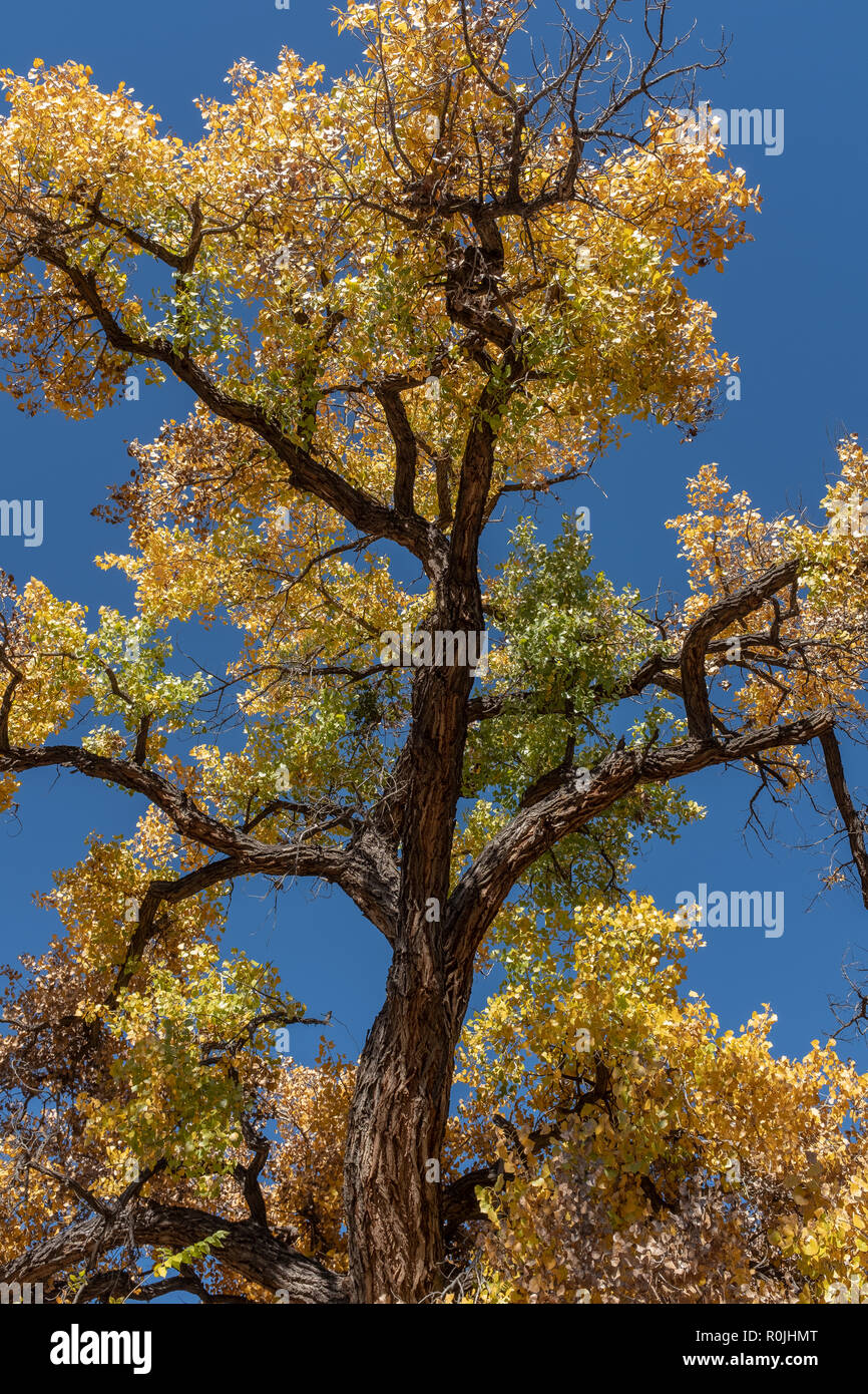 Rio grande cottonwood forest hi-res stock photography and images - Alamy