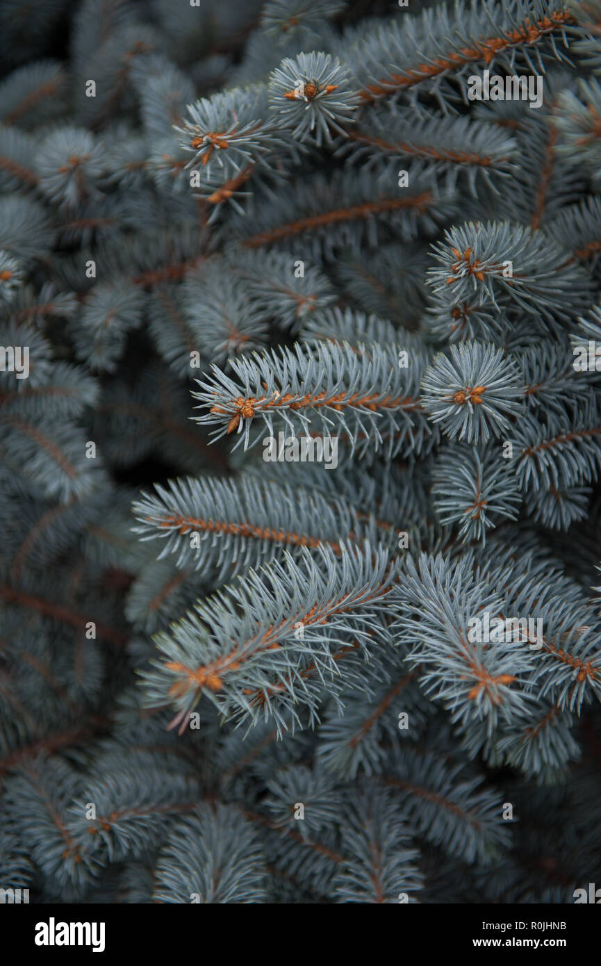 Background texture of fir tree branches Stock Photo - Alamy