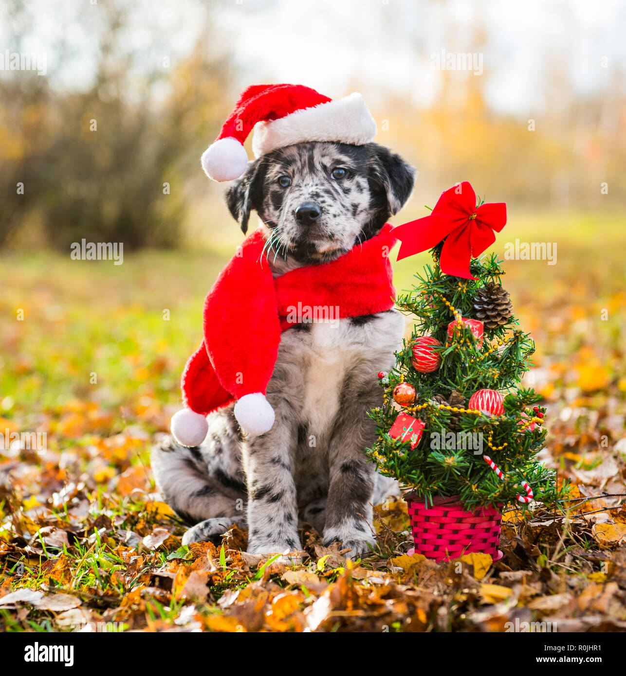 Labrador christmas tree hi-res stock photography and images - Alamy