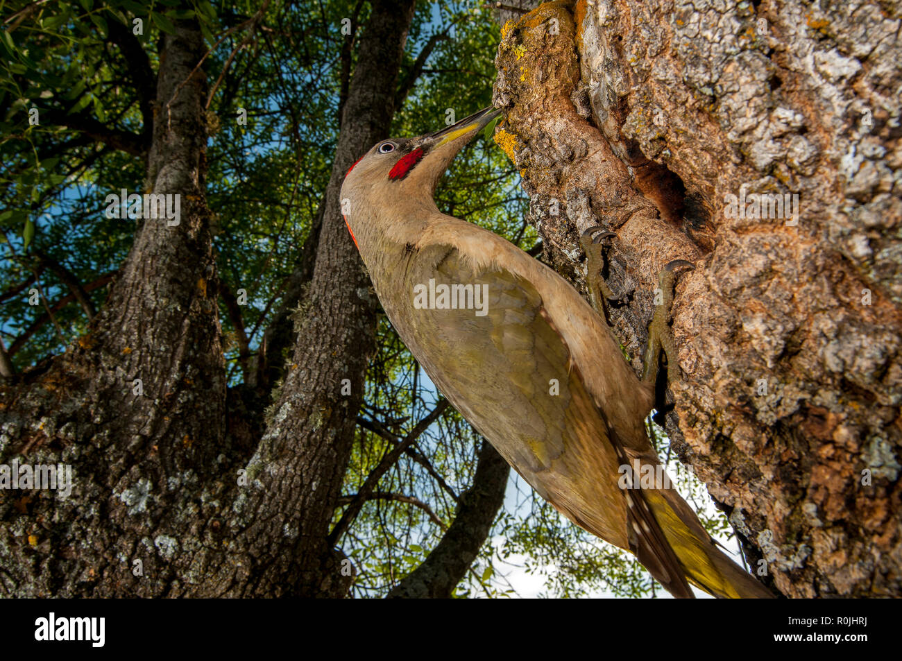 Pito real hi-res stock photography and images - Alamy