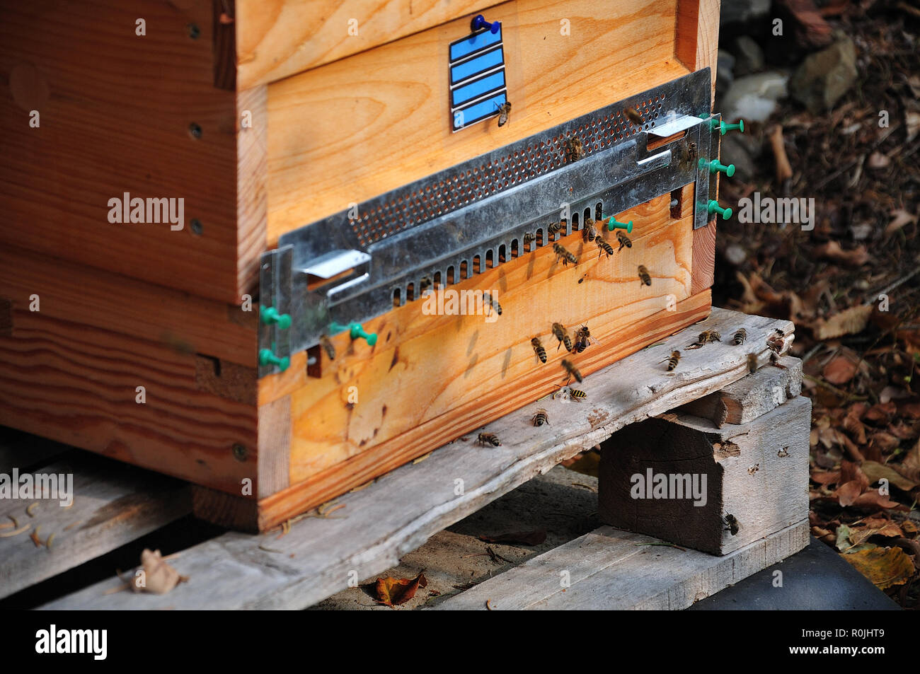 honey bees entering and leaving wooden beehive, one wasp amongst them ...