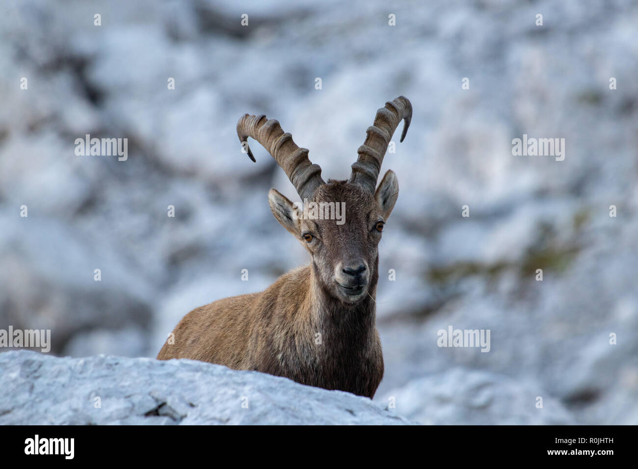 small alpine ibex close up Stock Photo - Alamy