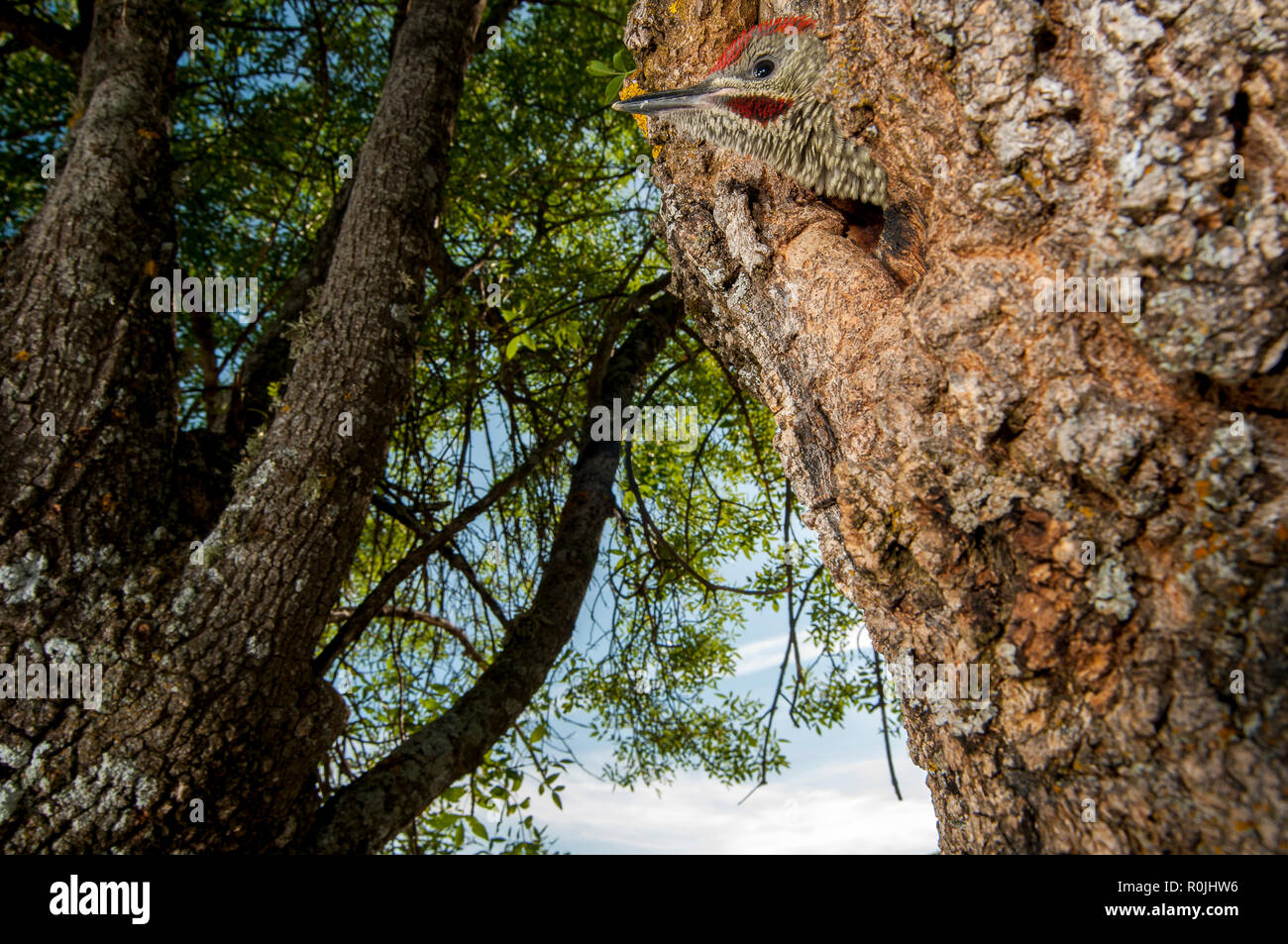 Pito real hi-res stock photography and images - Alamy