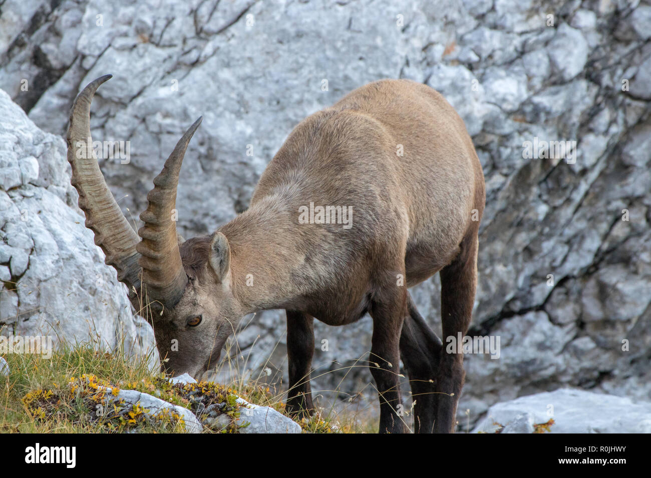 Alpine ibex grazing hi-res stock photography and images - Alamy