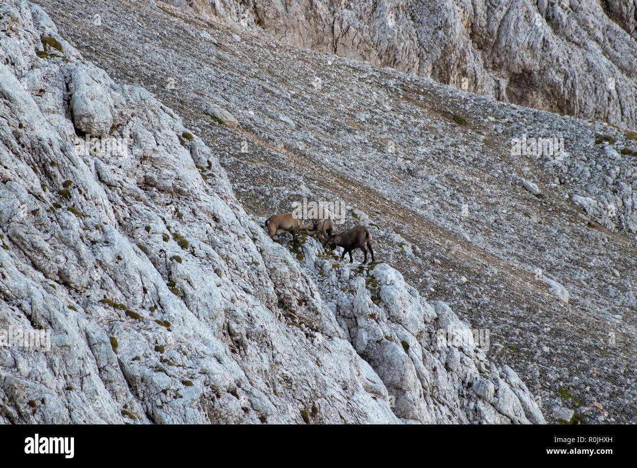 two alpine ibex fighting Stock Photo - Alamy