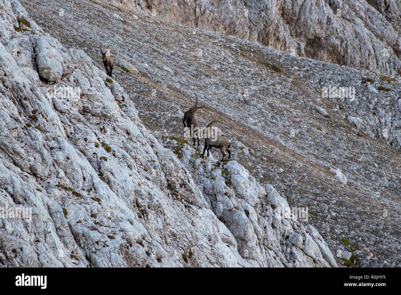 two alpine ibex fighting while small one walking away Stock Photo - Alamy