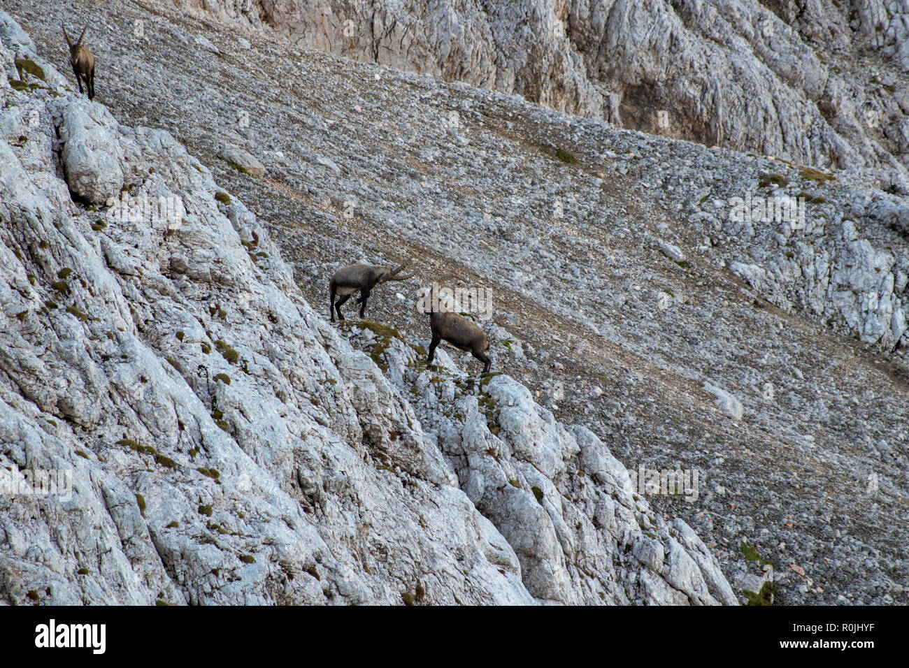 two alpine ibex fighting in the mountains Stock Photo - Alamy