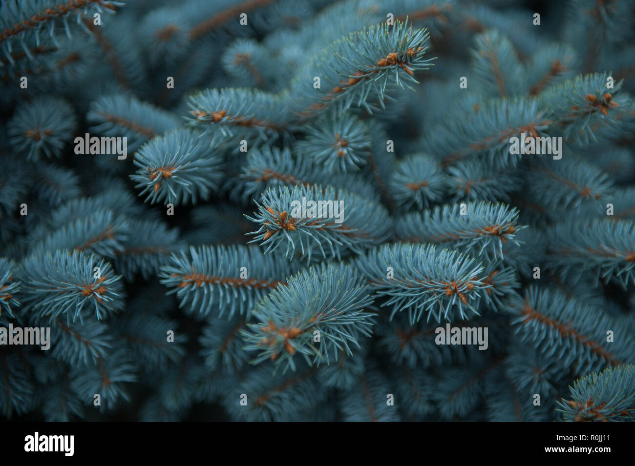 Background texture of fir tree branches Stock Photo - Alamy
