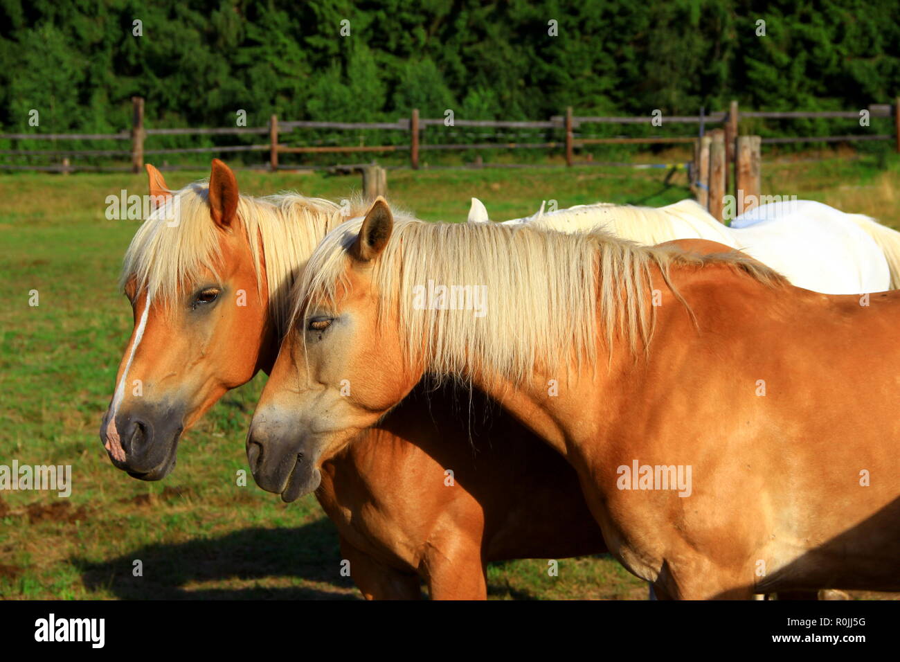 Two beautiful chestnut hafling horses portrait on green pasture Stock ...