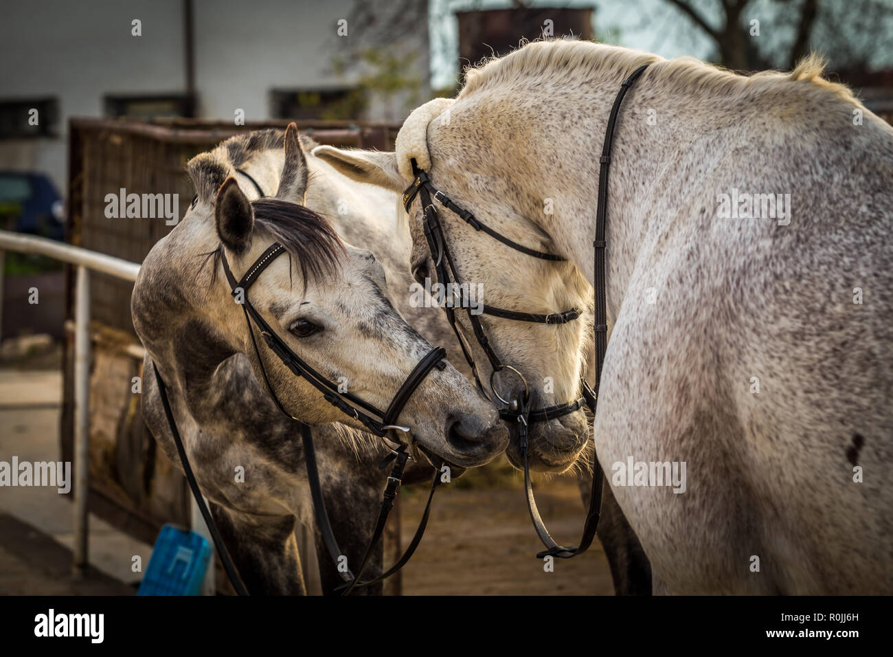 Young couple riding horses hi-res stock photography and images - Alamy