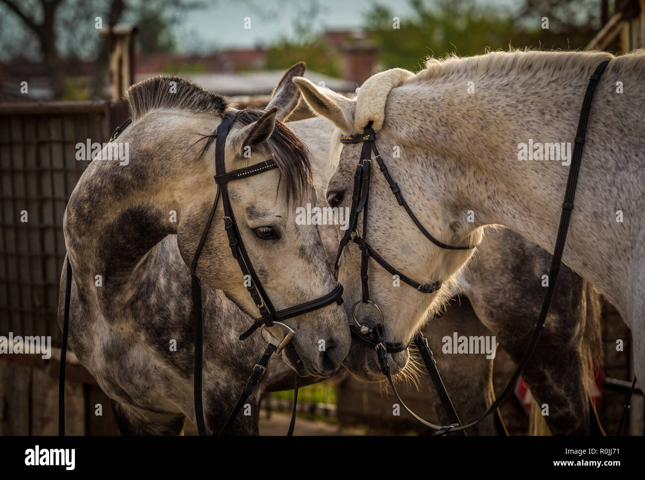 Two playful horses hi-res stock photography and images - Alamy