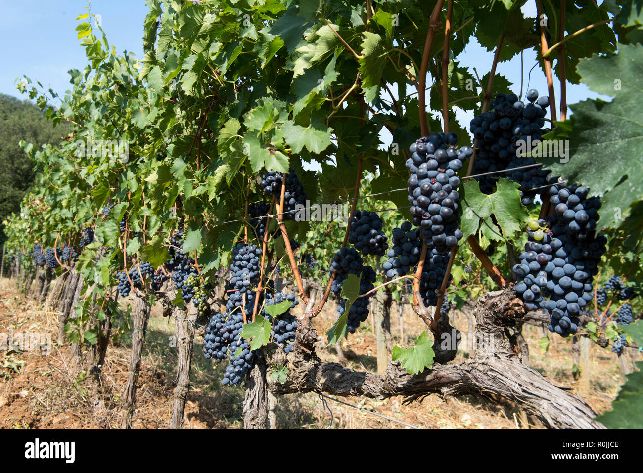 Close up of grapes at a Vineyard in Val d'Orcia, Tuscany Italy Europe ...